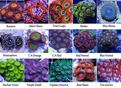 Assortment Of Corals With Their Hobby Names Saltwater Aquarium
