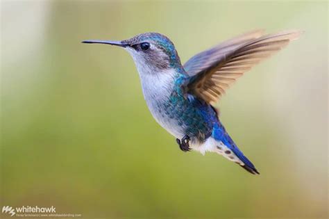 Smallest Hummingbird In The World Bee Hummingbird Whitehawk Blog