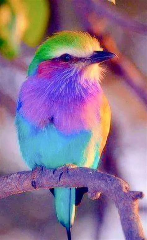 Обои для телефона 🤙 | Beautiful birds, Colorful birds, Pretty birds