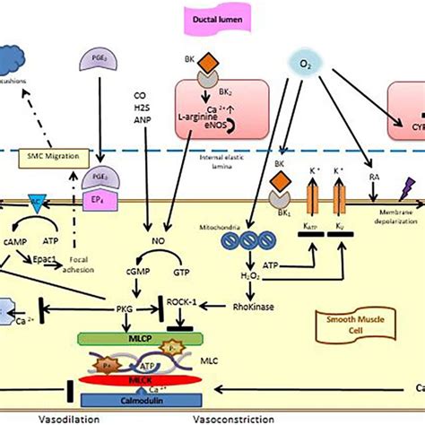 Vasoconstrictive And Vasodilatory Effects In The Ductal Smooth Muscle