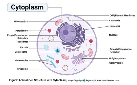 Cell Organelles Structure And Functions With Labeled Diagram Cell