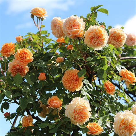 Buy rose Crown Princess Margareta (shrub) Rosa 'Crown Princess ...