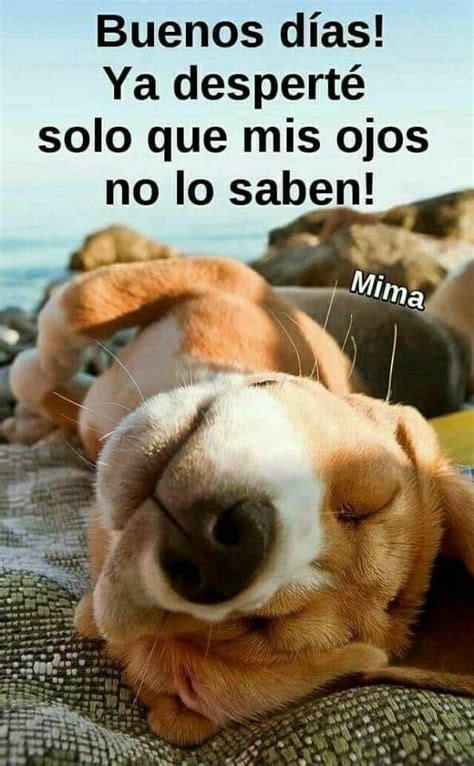 Pin De Maria Jesus Conejero En Buenos D As Buenos Dias Perros