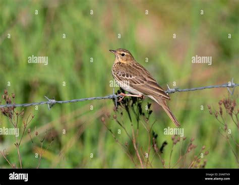 Tree Pitpit Anthus Trivialis Sitting On Barbed Wire Netherlands Swalmen Stock Photo Alamy