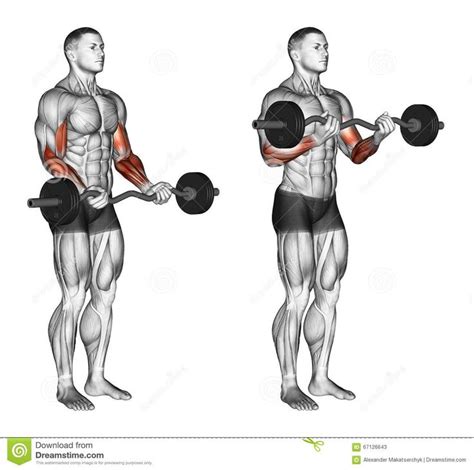 Exercising Ez Bar Curls Download From Over 62 Million High Quality