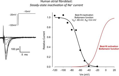 Steady State Voltage Dependence Of Inactivation Of Ina In A Human Download Scientific Diagram
