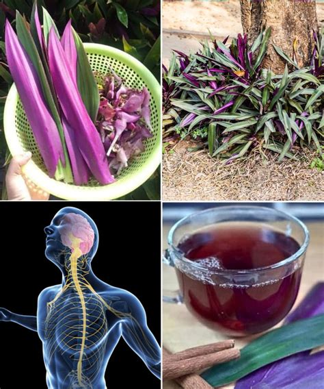 El Maguey PÚrpura Un Remedio Ancestral Con MÚltiples Beneficios Para