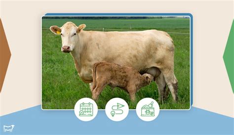 Cattle Gestation Chart What Is It How To Use And Benefits Cattlemax