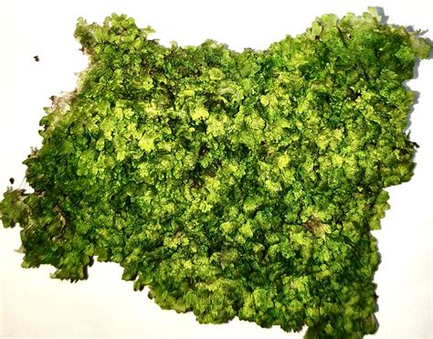 Cyathodium Species Maharashtra Eflora Of India