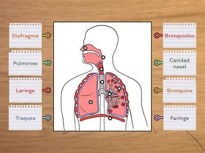 Rompecabezas Del Sistema Respiratorio Recursos Did Cticos