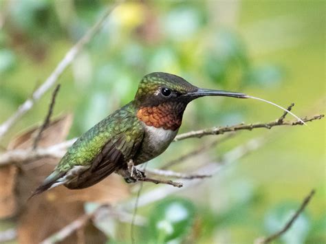 Monticello Park Birds Ruby Throated Hummingbird