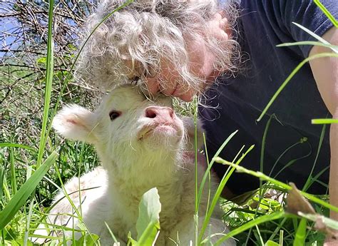 Our Smallest Micro Mini Cow Measures In At 35 1 2 Inches Tall Our