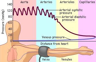 Human Cardiac And Respiratory System Cardiac Output And Its Importance