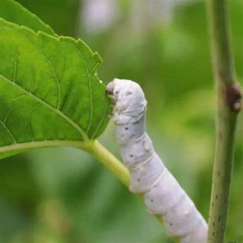 5月活动之走进自然桑蚕研学探寻古老的桑蚕文化亲身体验剥茧抽丝半日游 蚕宝宝 上虞 亲子游