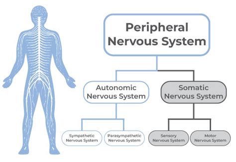 Schematic Diagram Of Human Nervous System Circuit Diagram