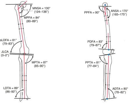 Normal Alignment Of Lower Limb Axes Joint Orientation And Angles