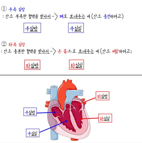 [혈액 순환 과정] 짧고 간단히 이해하기 심방과 심실 동맥과 정맥 네이버 블로그