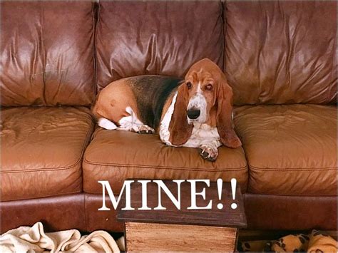 Pin By Kathy Kontrim On Basset Hound Memes Basset Hound Funny Basset