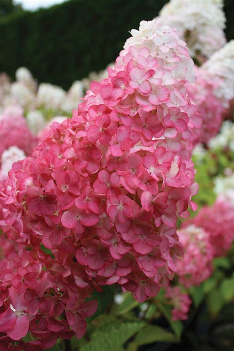 Hydrangea Pictures National Garden Bureau