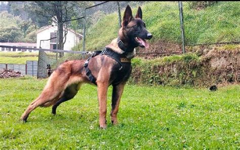 Sin Rastro De Wilson Se Acaba El Tiempo Para Encontrar Al Perro En La