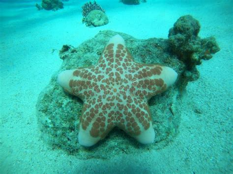 Estrelas Do Mar No Fundo Do Mar Vermelho Em Israel Foto De Stock