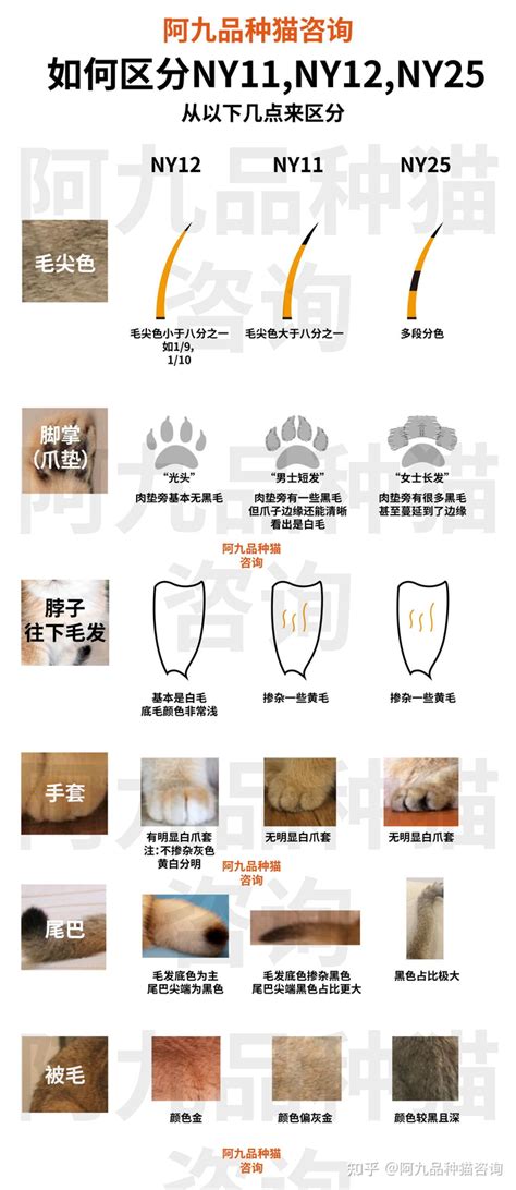 这个价位金渐层值吗（或者也许是金虎斑）？ 知乎