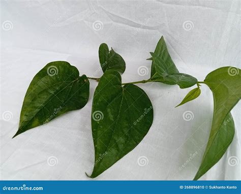 The Benefits Of Betel Leaf As A Natural Anti Biotic Especially For The