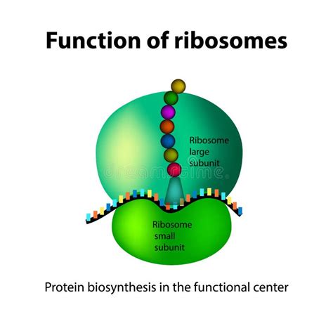 Eukaryotic Ribosome Structure Stock Illustration Illustration Of