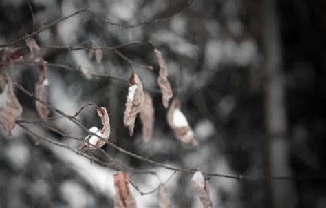 Wallpaper Leaves Trees Branches Nature Macro Macro For Mobile And