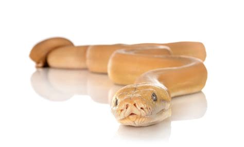 Python Reticulatus Images Browse Stock Photos Vectors And Video Adobe Stock