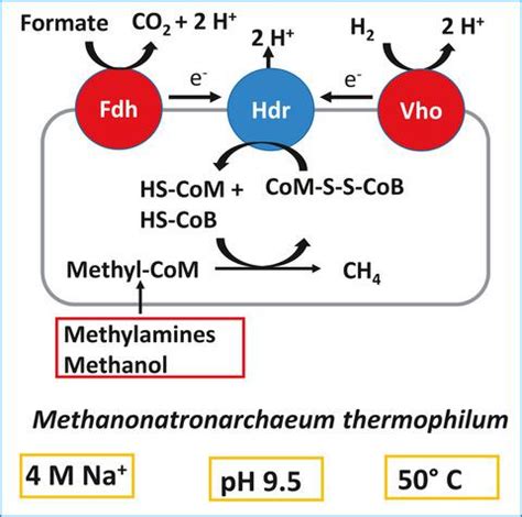 Methanonatronarchaeum Thermophilum The Febs Journal