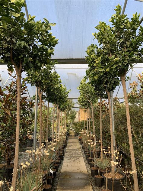 Citrus Sinensis Uk Plants Architectural Plants