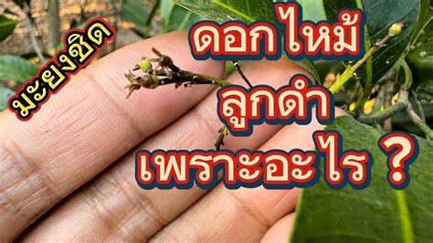 มะยงชิด ดอกแห้ง ดอกไหม้ ลูกดำ เพราะอะไร กว่าจะรู้ก็เสียเยอะ Youtube