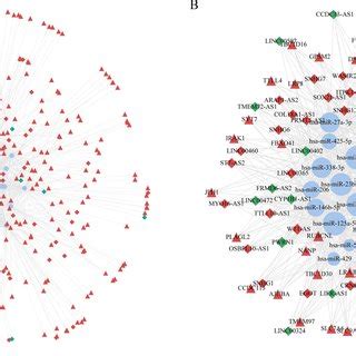 Construction Of CeRNA Regulation Network Using Two Relationship Pairs