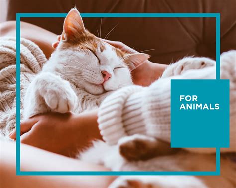Академія Здорових Тварин Foranimals Розмовляти з котиком правильно