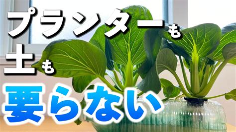 ペットボトルで青梗菜｜水耕栽培だけど4回も収穫できた Youtube