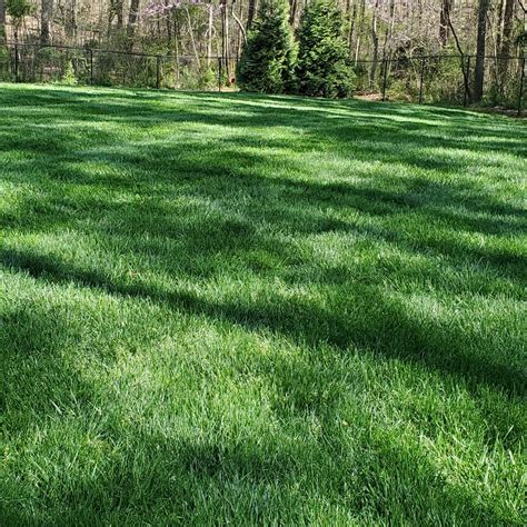 Kentucky Bluegrass Seed