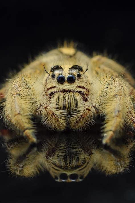 Macro Shot Of A Hairy Spider With Black Eyes On Dark Background Stock