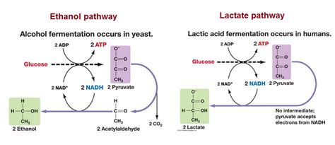 91 Anaerobic Respiration Ethanol And Lactate Pathways Biology