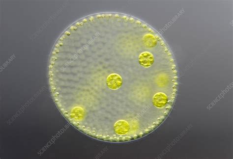 Colonial Green Algae Stock Image C0126508 Science Photo Library