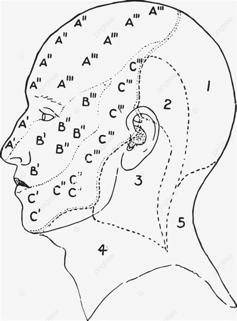 Vintage Illustration Of Nerve Regions On The Face And Scalp Vector Face Illustration Black