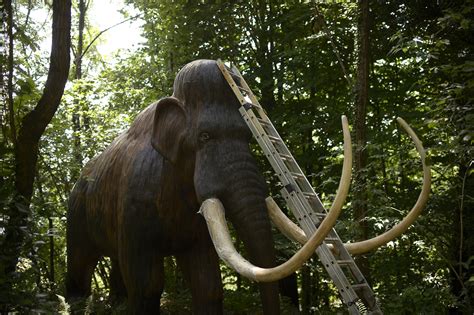 Can Woolly Mammoths Be Brought Back To Life Scientist Says Hybrid