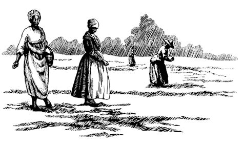 African Roots Carolina Gold Sc Sea Grant Consortium