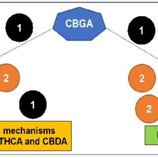 Synthesis Of Different Phytocannabinoids CBD And THC From Their Main Download Scientific