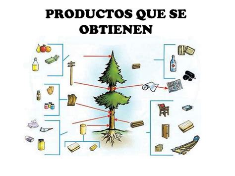 Ppt ExplotaciÓn Forestal Powerpoint Presentation Id7012921