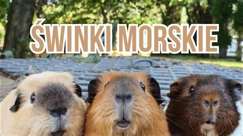 Wszystko O Świnkach Morskich 🐹 Youtube