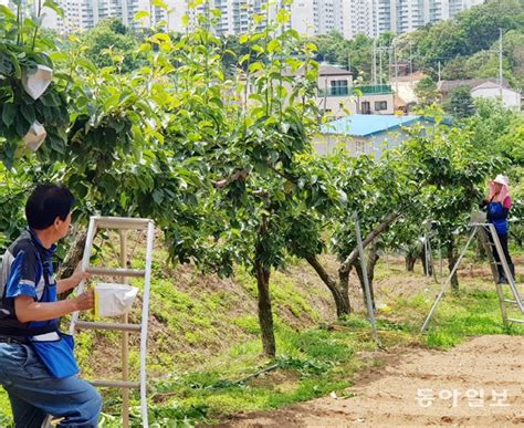 병충해 예방 위해 배에 봉지 씌우기