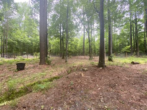 selective thinning nc trees and more raleigh durham chapel hill