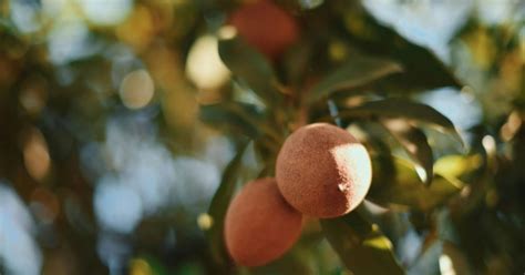 Sapota Chikoo Powder Taj Agro