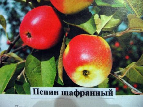Купить Яблоня "Пепин шафранный" на карликовом подвое Садоград 2хлетние ...